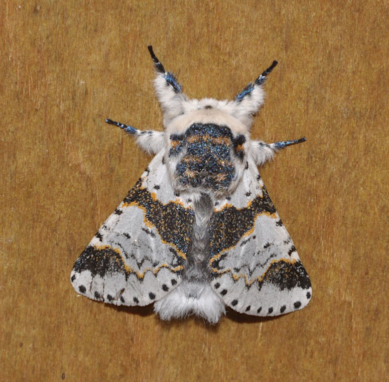 Hantsmoths - Hampshire & Isle of Wight Annual Moth Review 2022