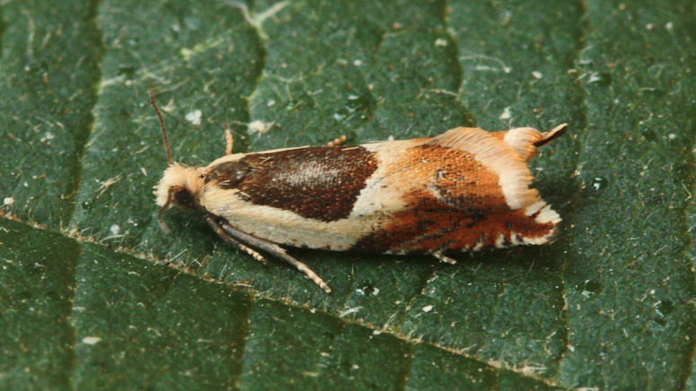 Hantsmoths - 49.214 Ancylis badiana