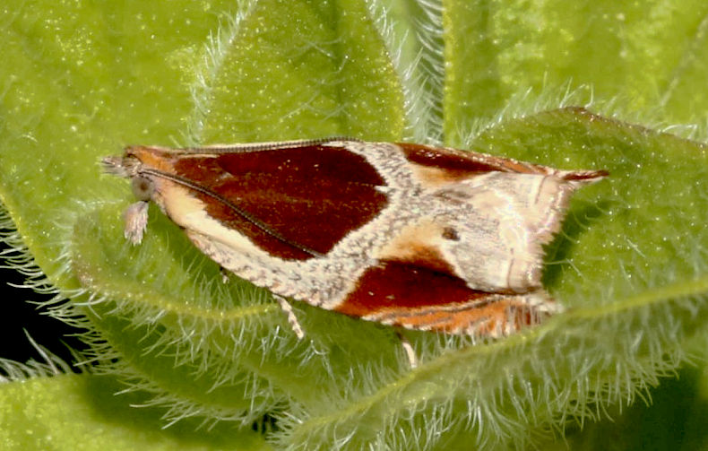 Hantsmoths - 49.210 Ancylis unculana