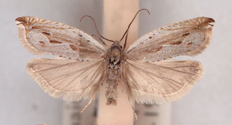 Hantsmoths - 49.208 Ancylis subarcuana