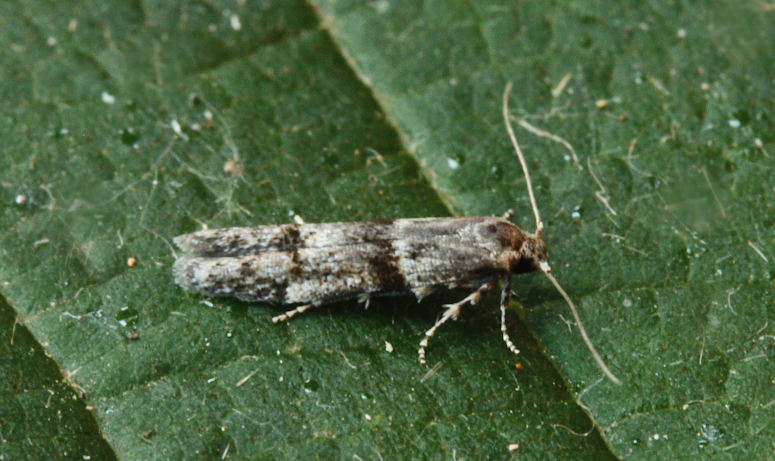 Hantsmoths - 41.005 Blastobasis rebeli