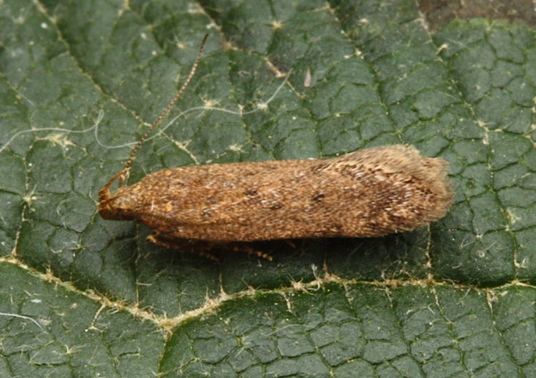 Hantsmoths - 35.040 Bryotropha terrella