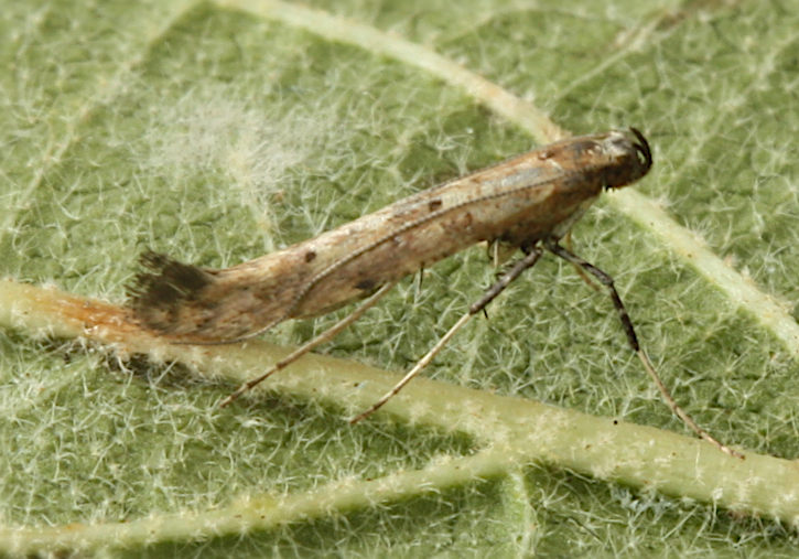 Hantsmoths - 15.003 Caloptilia populetorum