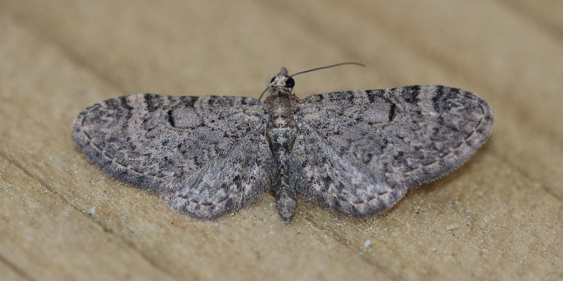 Hantsmoths - 70.152 Channel Islands Pug Eupithecia ultimaria
