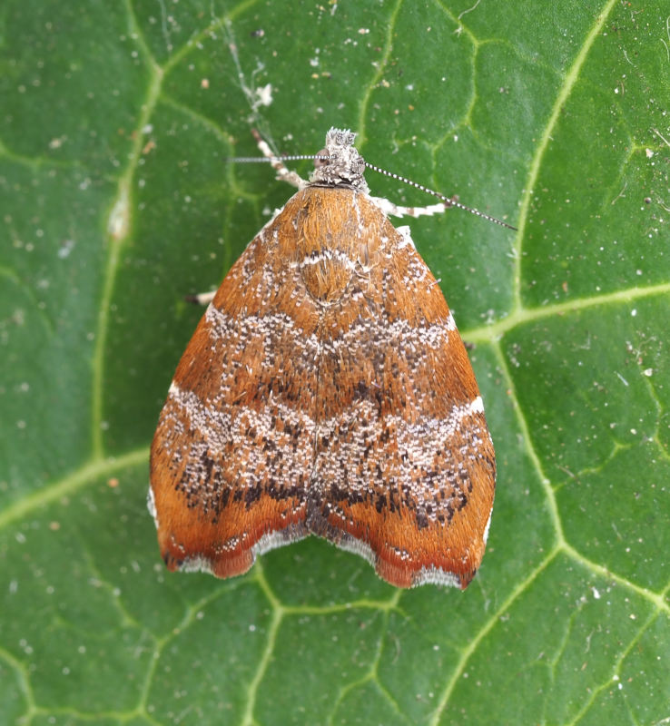 Hantsmoths - 48.0071 Choreutis nemorana