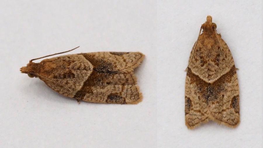 Hantsmoths - Tortricidae / Tortricinae