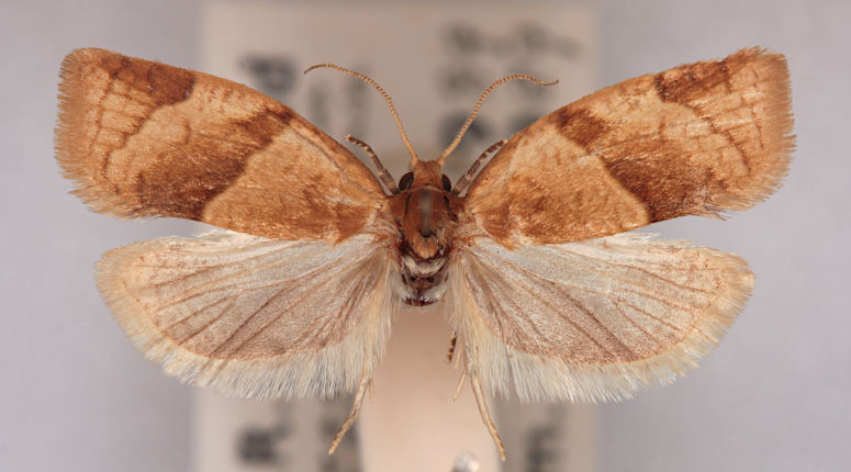 Hantsmoths - 49.036 Clepsis rurinana