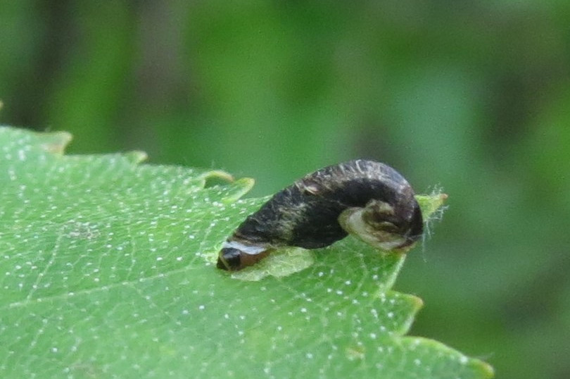 Hantsmoths - 37.053 Coleophora betulella