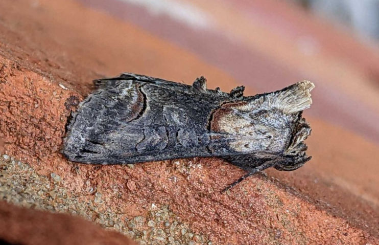 Hantsmoths - 73.002 Dark Spectacle Abrostola triplasia