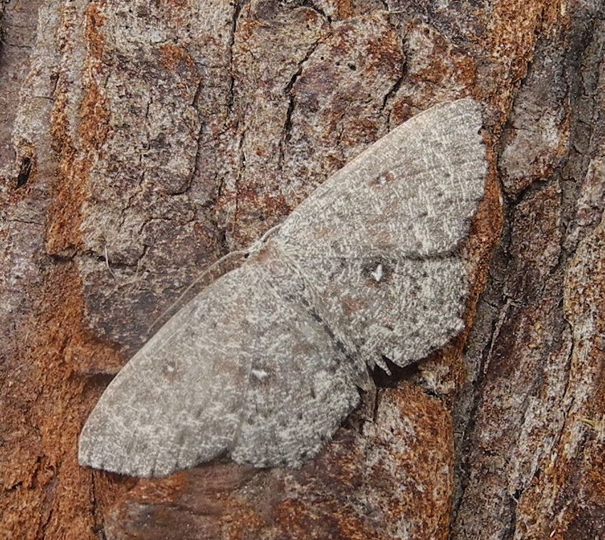 Hantsmoths - Geometridae