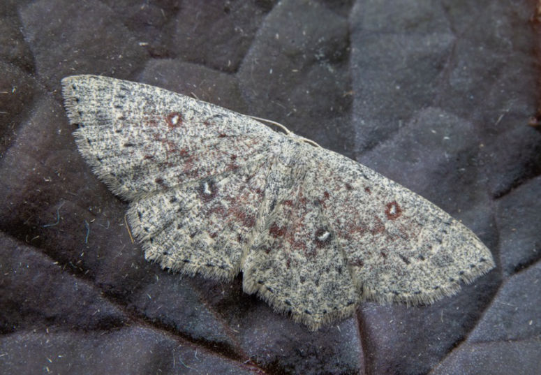 Hantsmoths - 70.030 Dingy Mocha Cyclophora pendularia