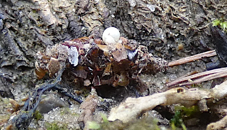 Hantsmoths - Hampshire & Isle of Wight Annual Moth Review 2023 ...