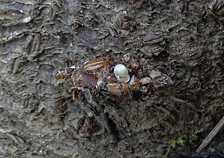 Hantsmoths - Hampshire & Isle of Wight Annual Moth Review 2023 ...