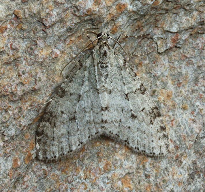 Hantsmoths - 70.202 Early Tooth-striped Trichopteryx carpinata
