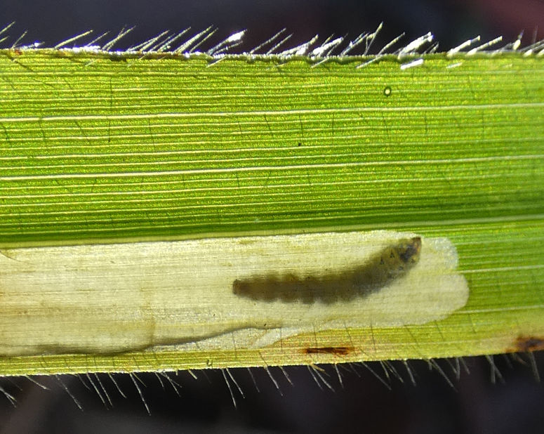 Hantsmoths - 38.012 Elachista obliquella