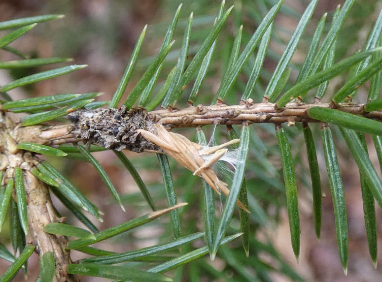 Hantsmoths - 49.252 Epinotia tedella