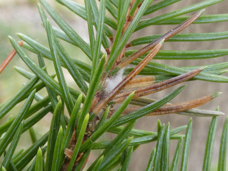 Hantsmoths - Hampshire & Isle of Wight Annual Moth Review 2024 ...