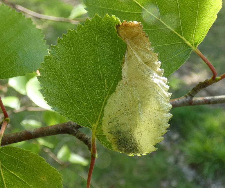 Hantsmoths - Hampshire & Isle of Wight Annual Moth Review 2024 ...