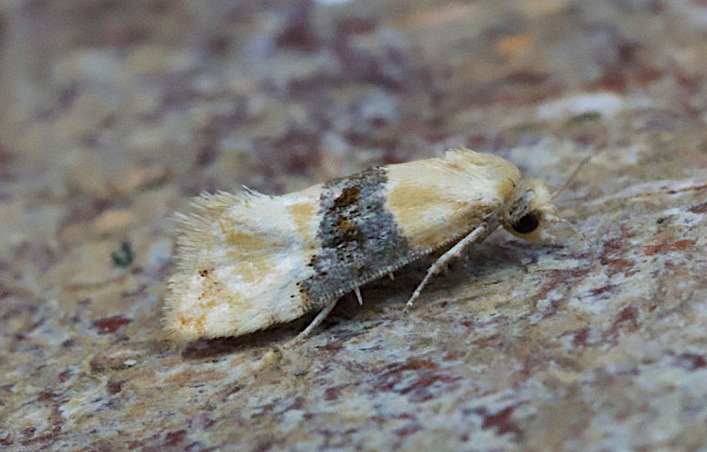 Hantsmoths - Hampshire & Isle of Wight Annual Moth Review 2024 ...