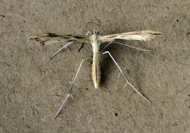 Hantsmoths - 45.008 Yarrow Plume Gillmeria pallidactyla