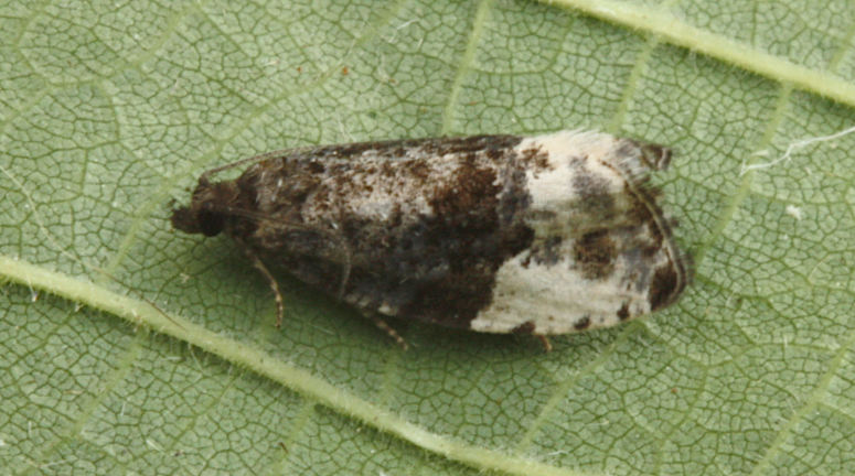 Hantsmoths - 49.157 Plum Tortrix Hedya pruniana