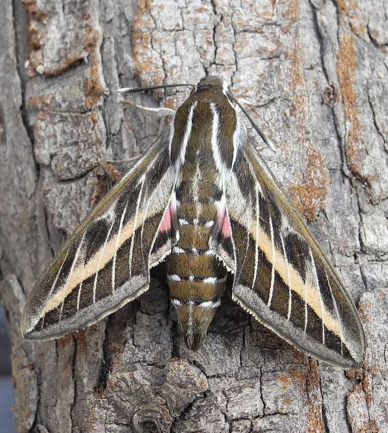 Hantsmoths - 69.015 Striped Hawk-moth Hyles livornica