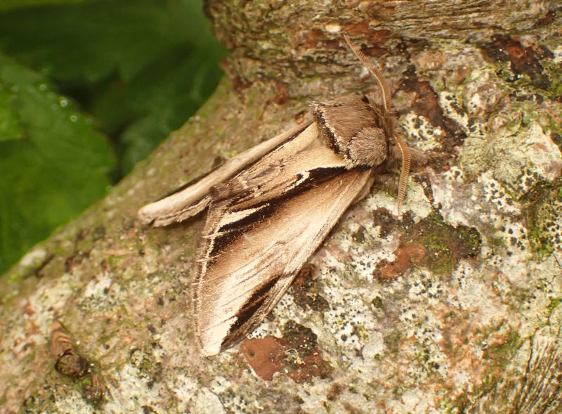 Hantsmoths - Hampshire & Isle of Wight Annual Moth Review 2023 ...