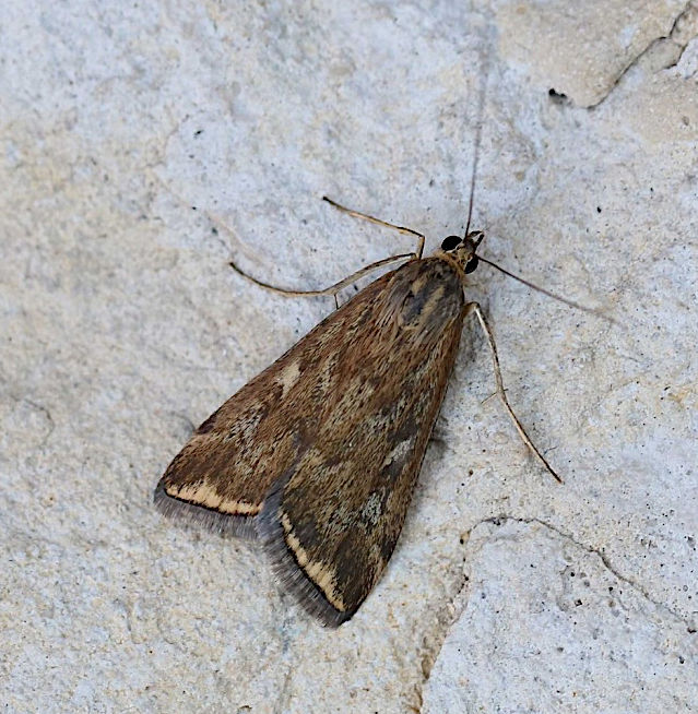 Hantsmoths - 63.002 Loxostege sticticalis