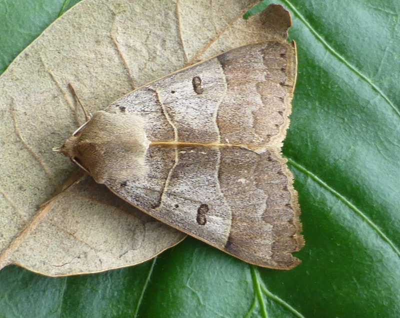 Hantsmoths - Hampshire & Isle of Wight Annual Moth Review 2021