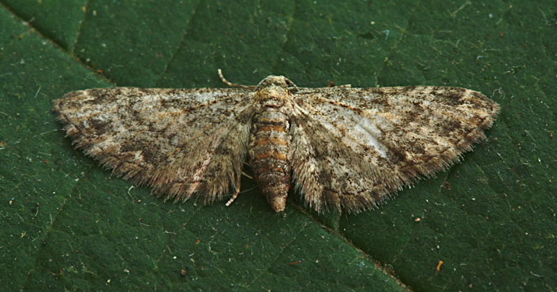 Hantsmoths - 70.148 Maple Pug Eupithecia inturbata
