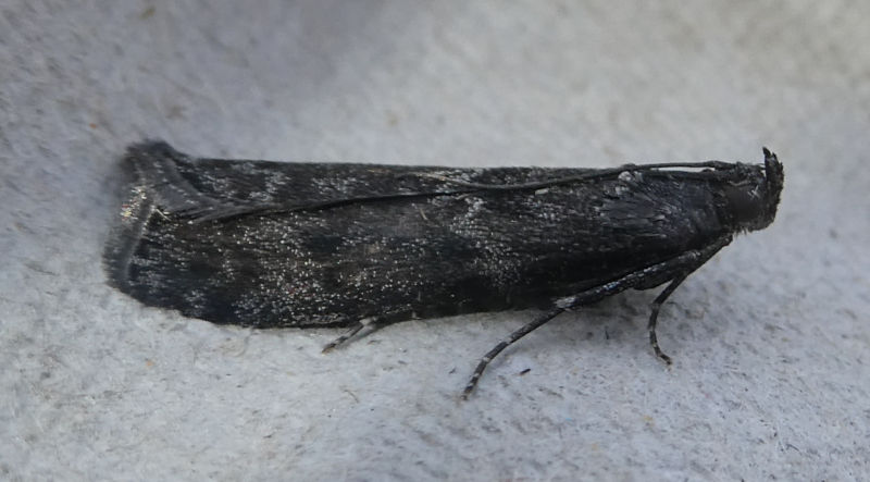 Hantsmoths - 62.012 Matilella fusca
