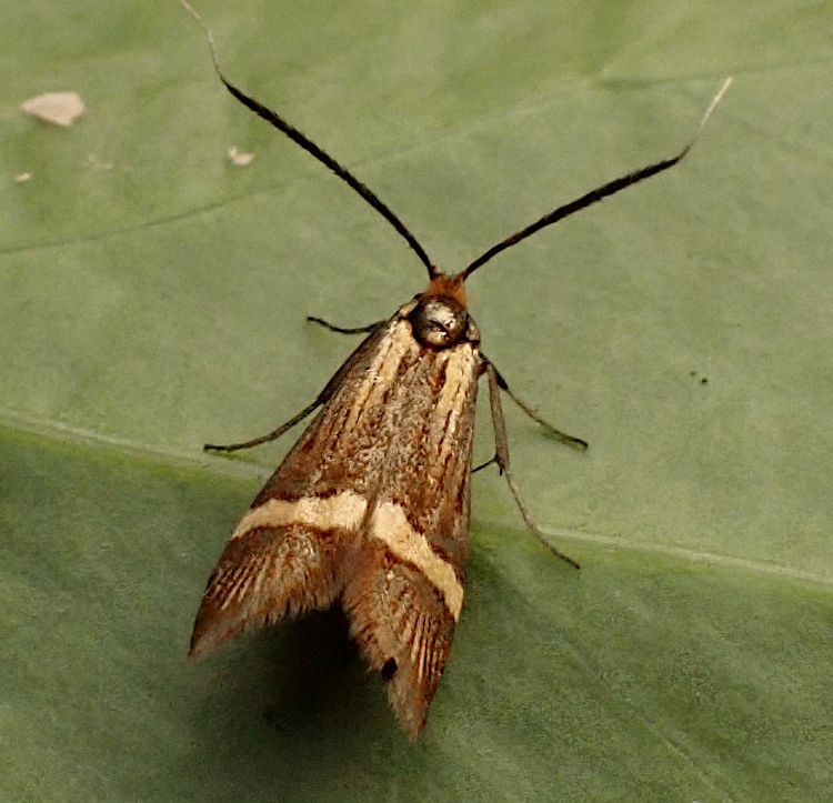 Hantsmoths - Hampshire & Isle of Wight Annual Moth Review 2023 ...