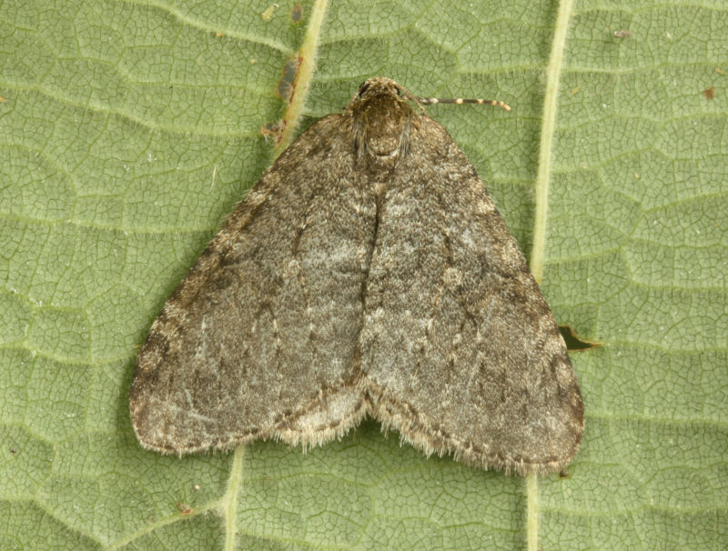 Hantsmoths - 70.107 November Moth Epirrita dilutata