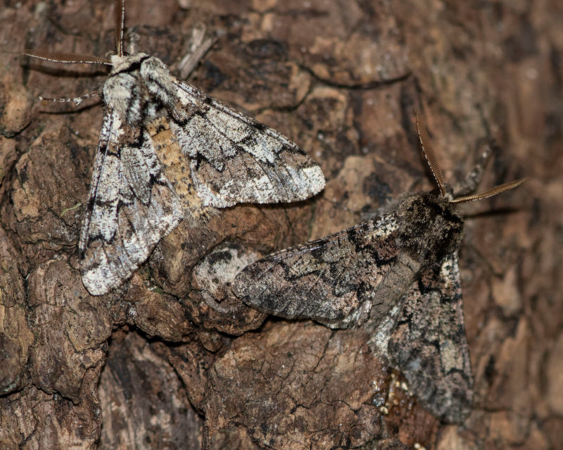 Hantsmoths - 70.251 Oak Beauty Biston strataria