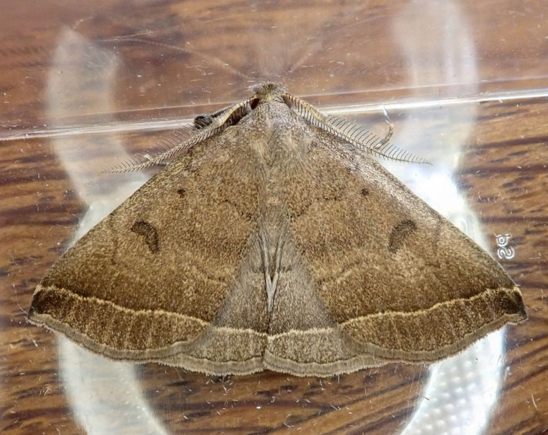 Hantsmoths - 72.057 Plumed Fan-foot Pechipogo plumigeralis