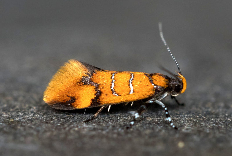 Hantsmoths - 28.001 Promalactis procerella