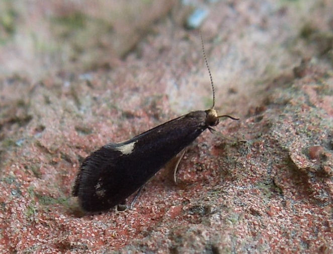 Hantsmoths - 12.048 Psychoides filicivora