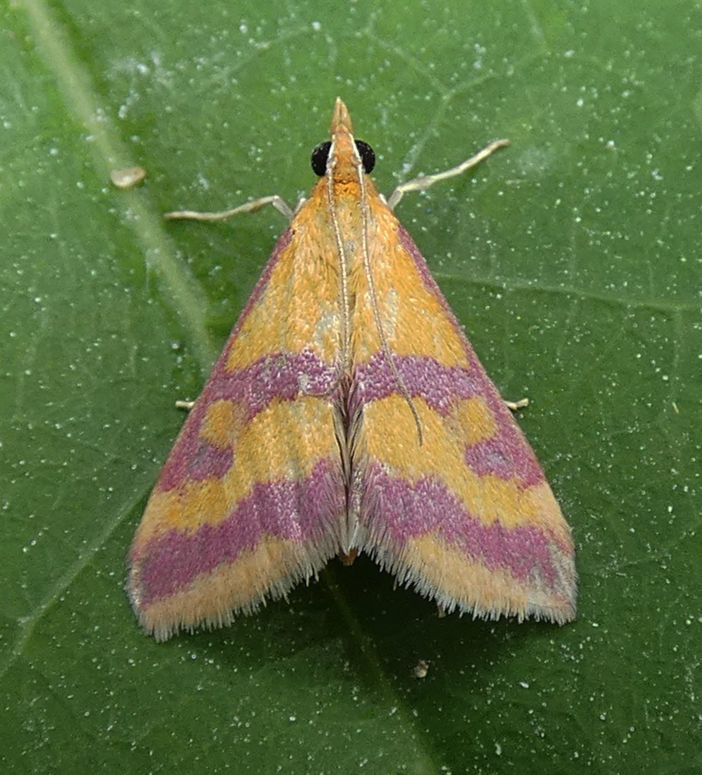 Hantsmoths - Hampshire & Isle of Wight Annual Moth Review 2023