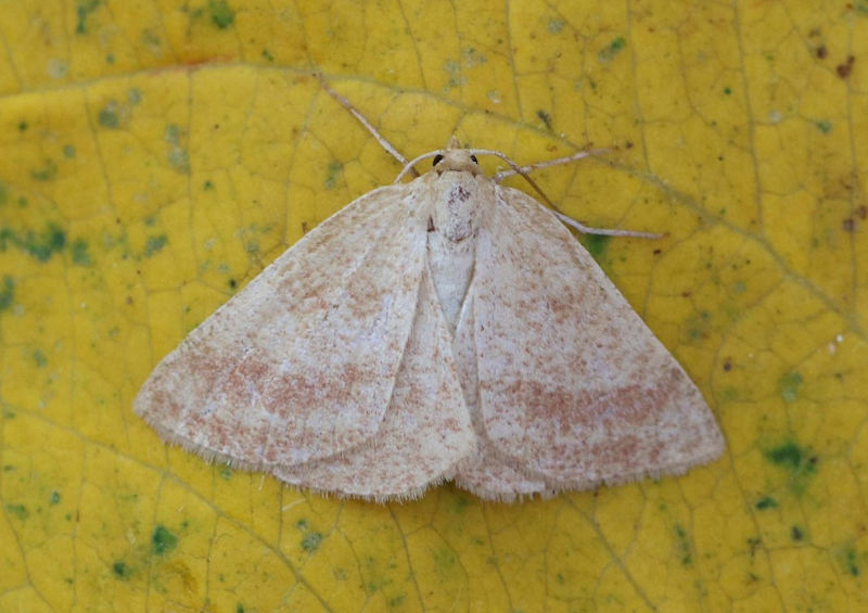 Hantsmoths - 70.296 Rest Harrow Aplasta ononaria