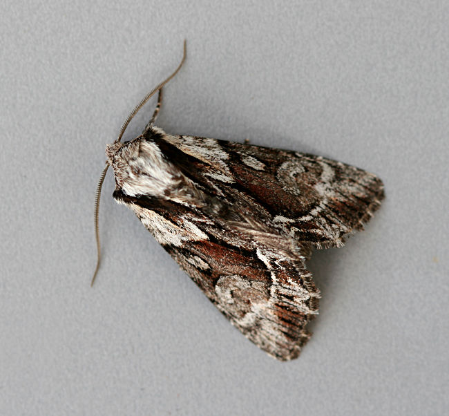 Hantsmoths - 73.110 Saxon Hyppa rectilinea