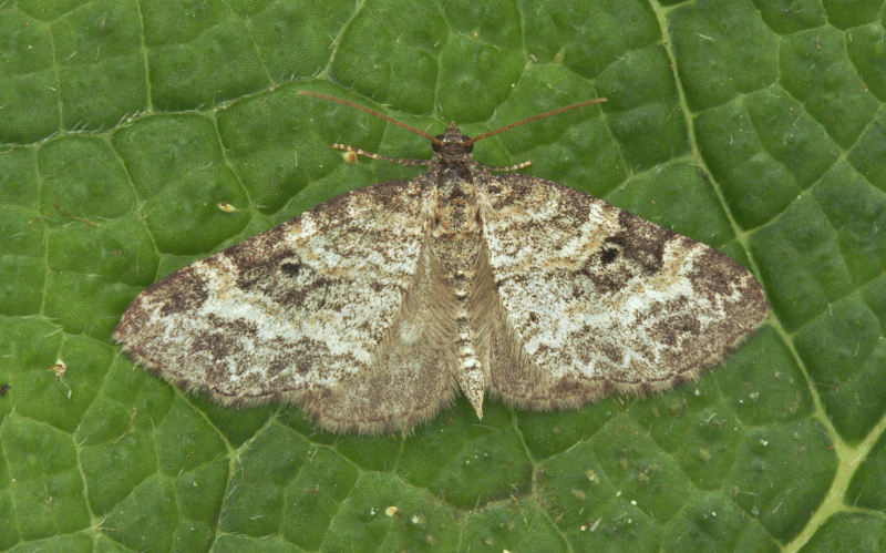 Hantsmoths - 70.198 Seraphim Lobophora halterata