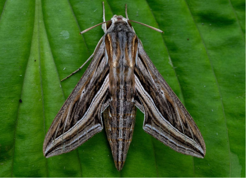 Hantsmoths - 69.018 Silver-striped Hawk-moth Hippotion celerio