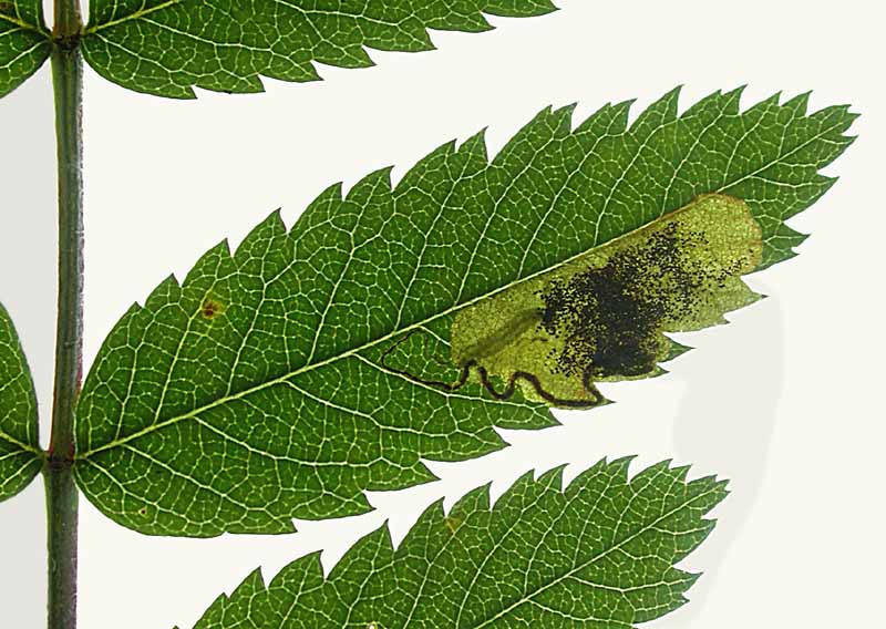 Hantsmoths - 04.041 Stigmella sorbi