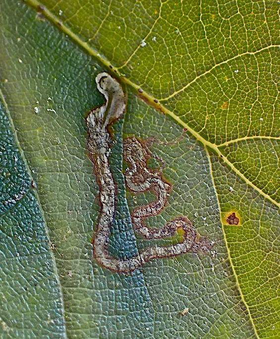 Hantsmoths - 04.059 Stigmella svenssoni