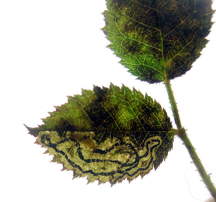 Hantsmoths - 04.017 Stigmella centifoliella