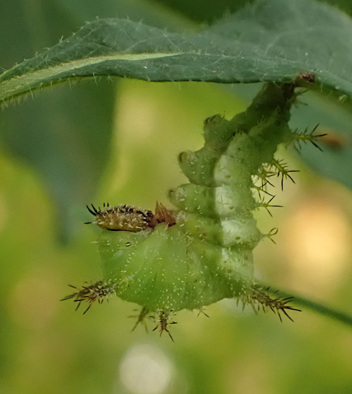 Hantsmoths - Nymphalidae / Limenitidinae