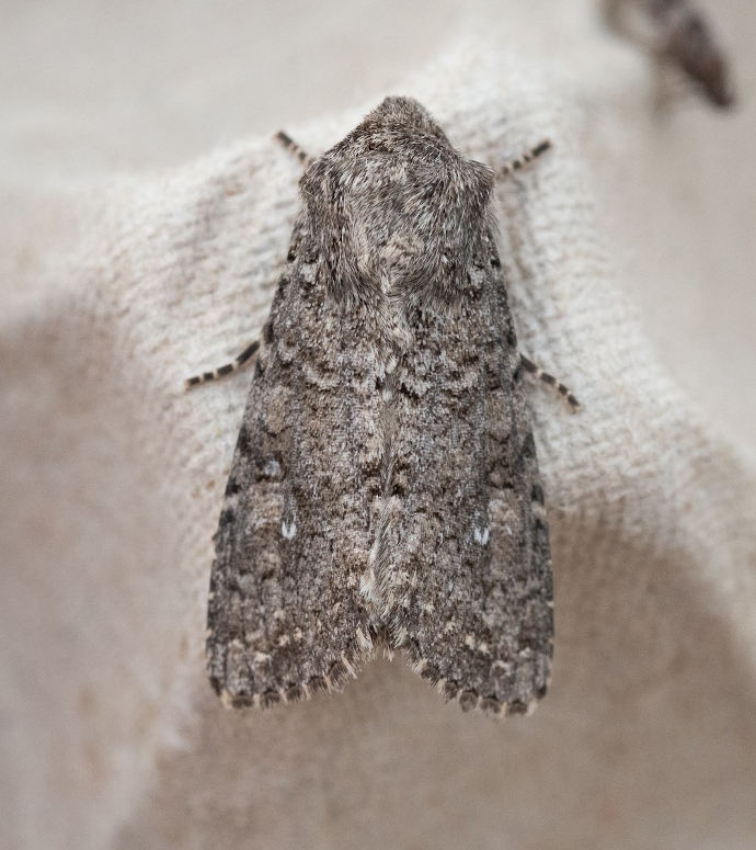 Hantsmoths - 73.275 White Colon Sideridis turbida